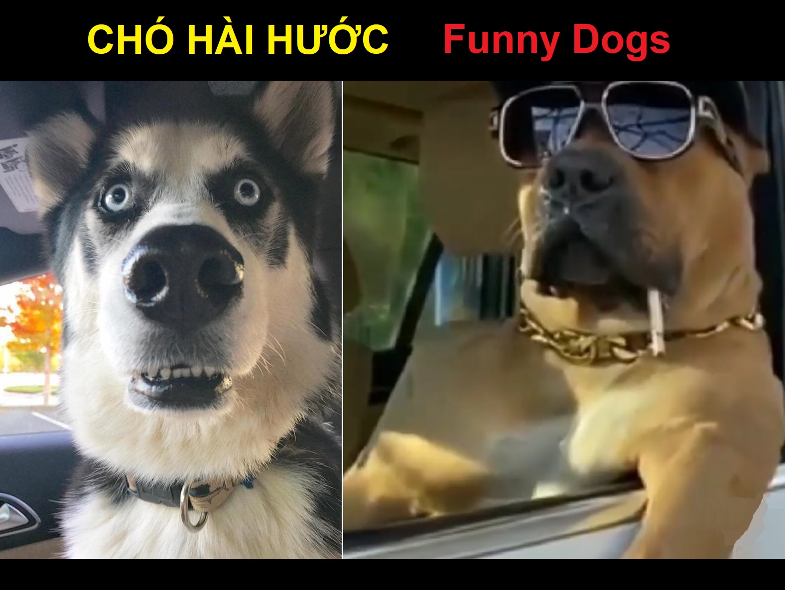 Chó Hài Hước – Video Funny Dogs